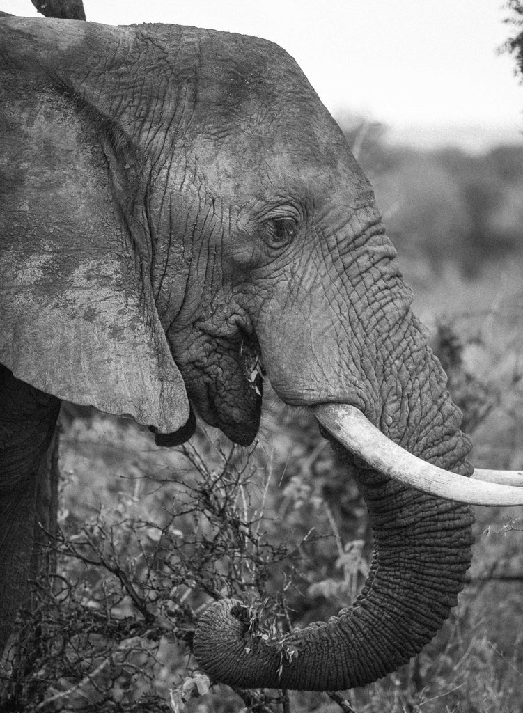 Elephant #1, Kruger National Park – Greg Finck